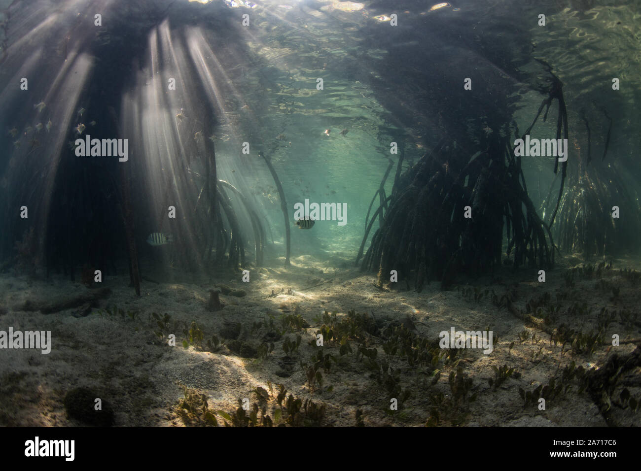 Sunlight descends through the canopy of a mangrove forest in Komodo ...