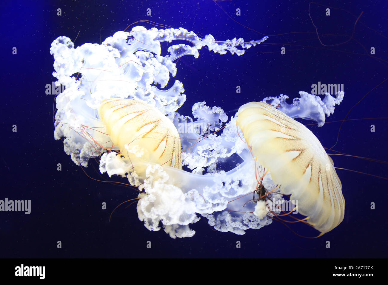 Atlantic sea nettle jellyfish chrysaora hi-res stock photography and ...