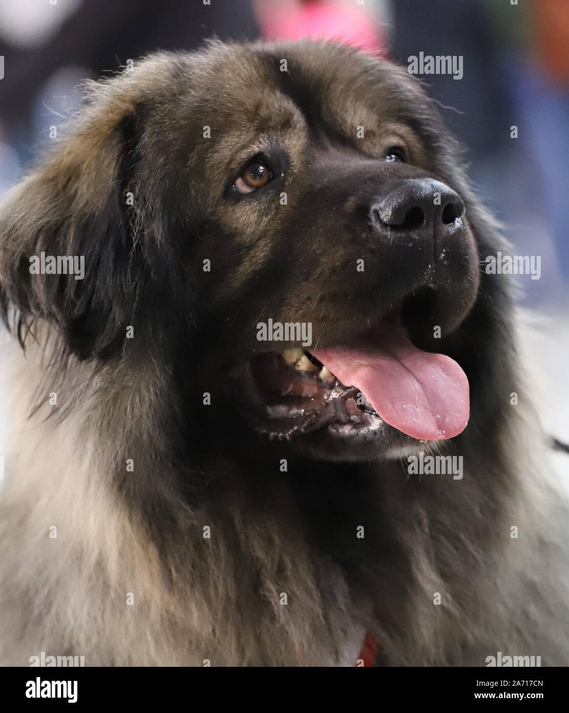 Cane leonberger hi-res stock photography and images - Alamy