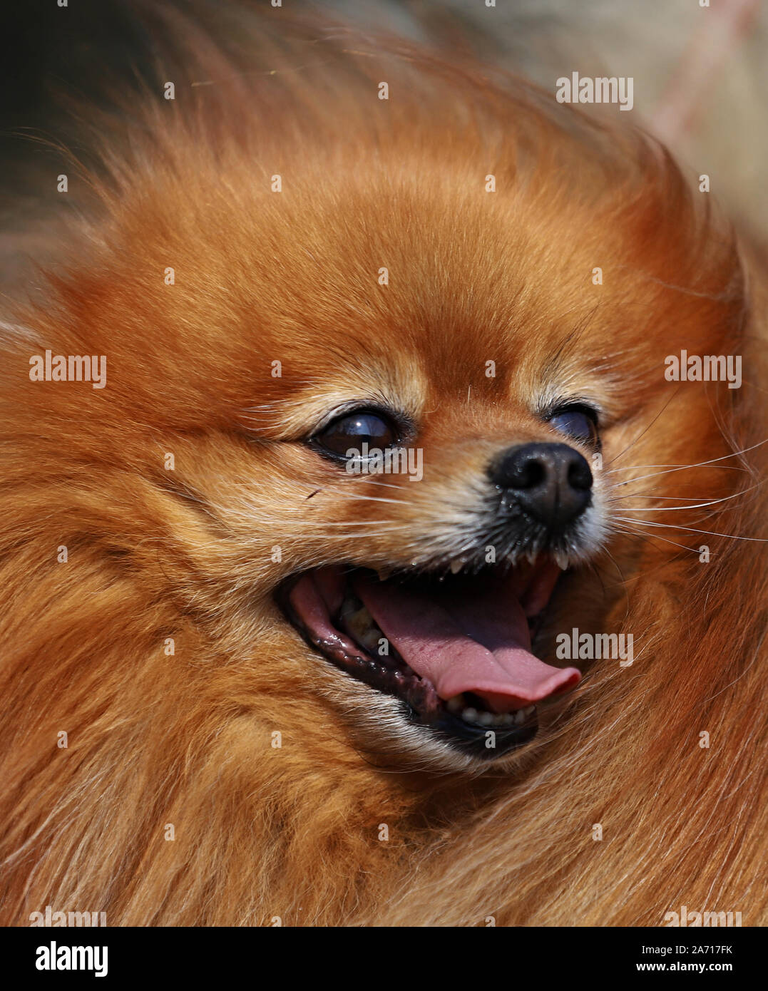 portrait of pomeranian dog Stock Photo - Alamy