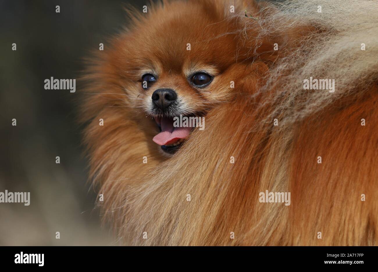 portrait of pomeranian dog Stock Photo - Alamy