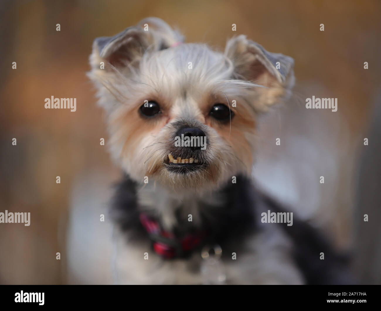 Portrait yorkie hi-res stock photography and images - Alamy