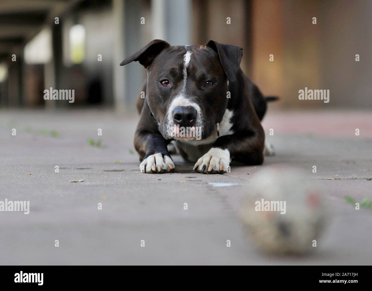 Pure white staffordshire bull terrier hi-res stock photography and ...