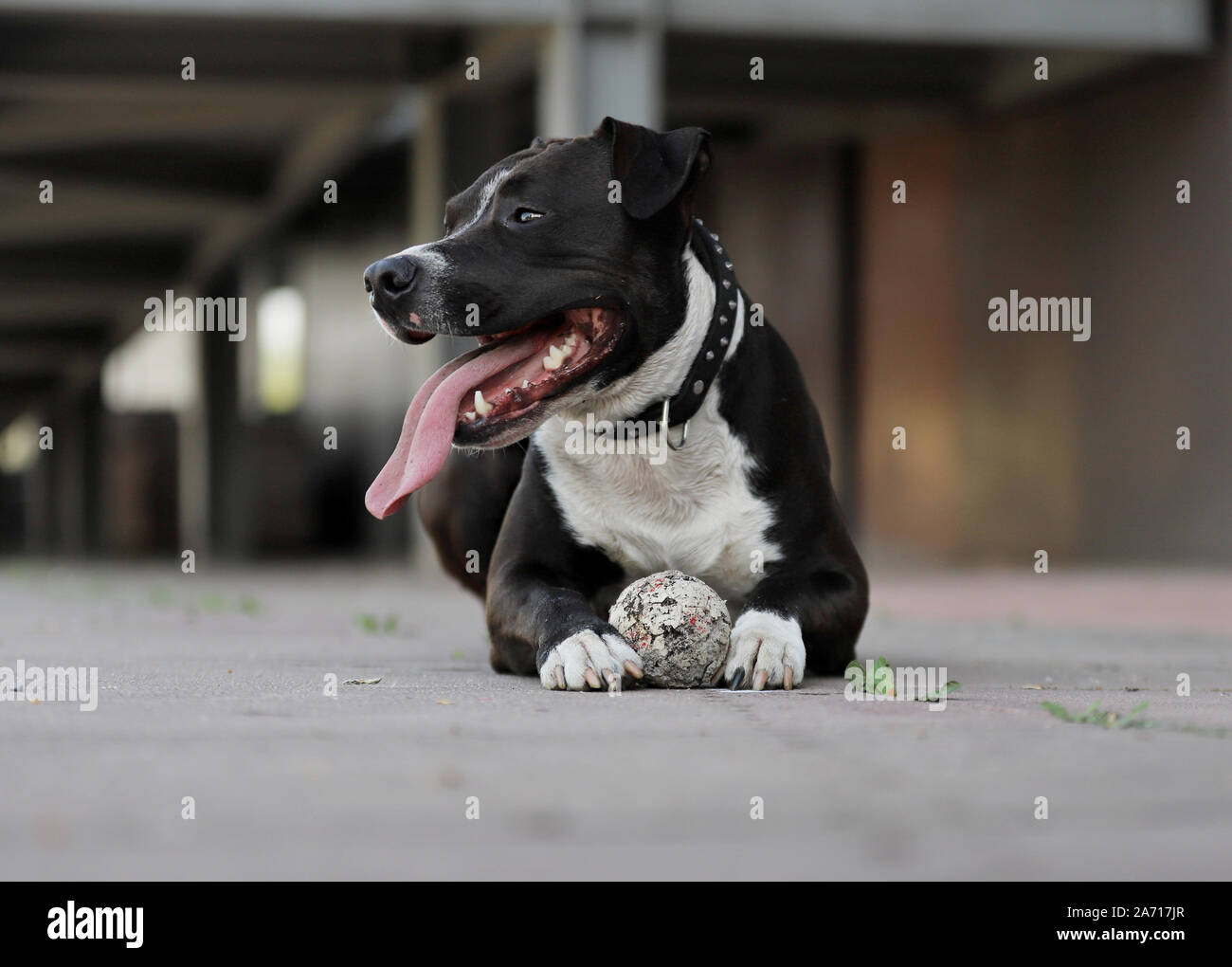 Pure white staffordshire bull terrier hi-res stock photography and ...