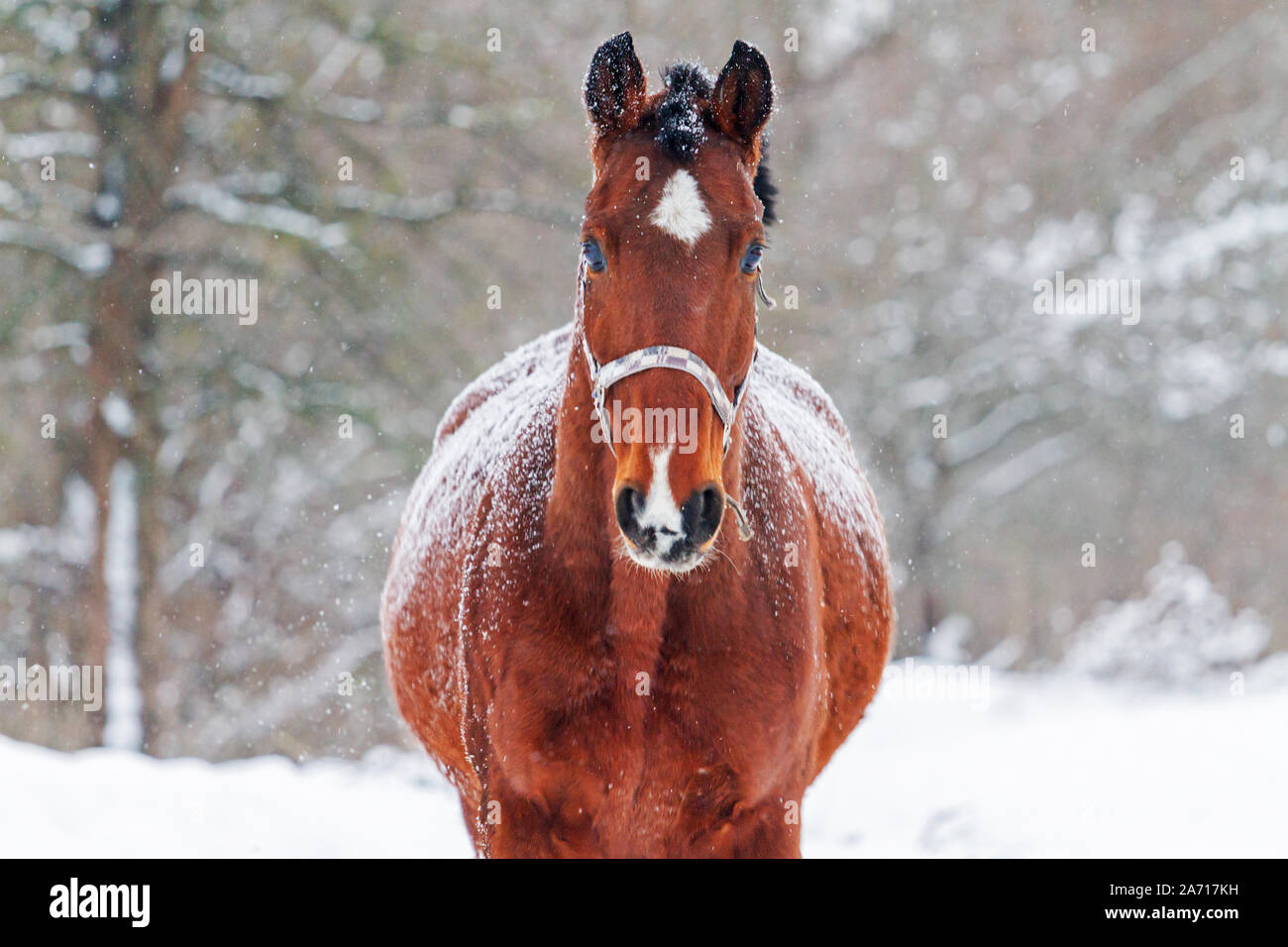 beautiful thoroughbred horse on a background of a winter landscape ...