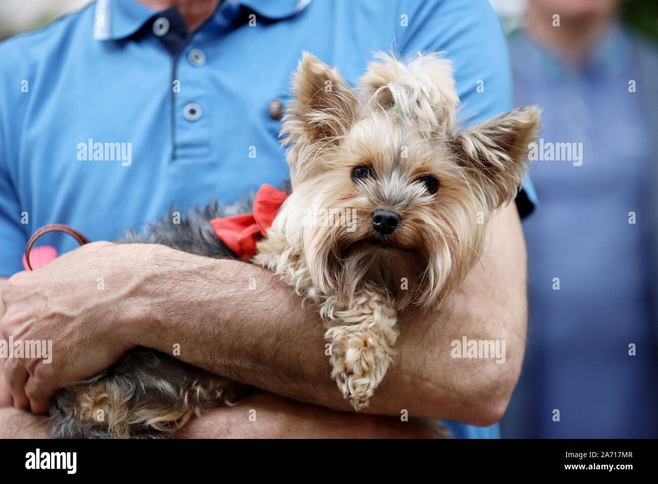 Dog at the hands hi-res stock photography and images - Alamy