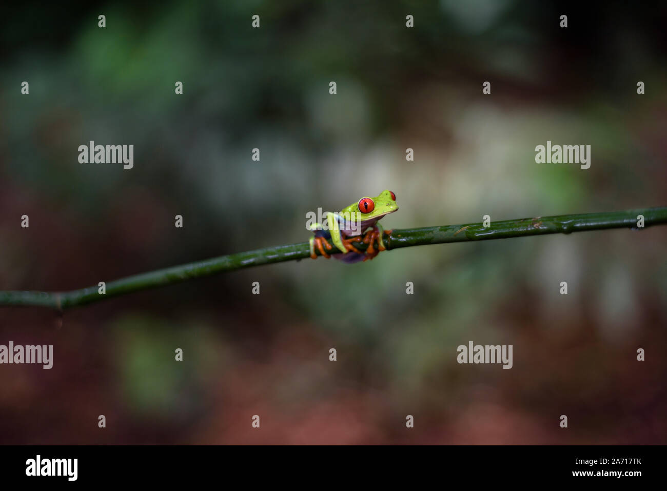 Costa Rican Red Eyed Treefrog (Agalychnis callidryas) on a tree branch ...
