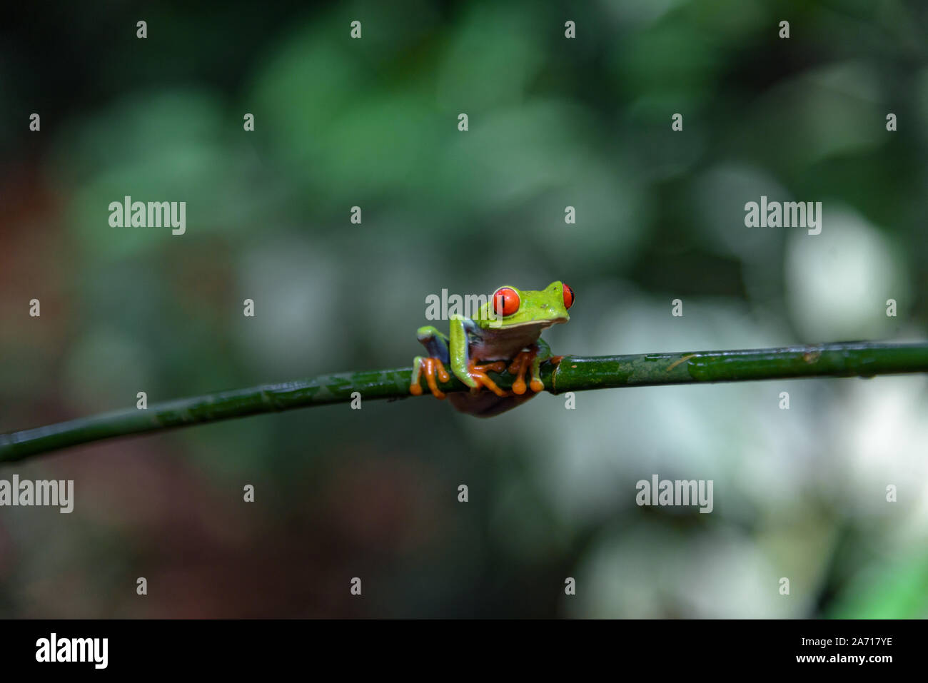 Costa Rican Red Eyed Treefrog (Agalychnis callidryas) on a tree branch ...