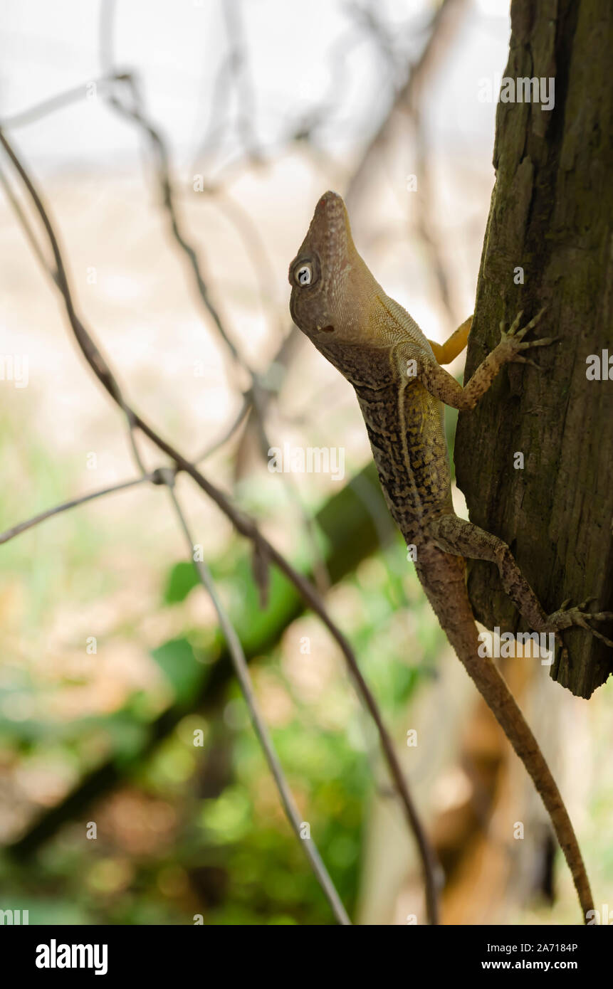 Lizard On Edge Of Suspended Post Stock Photo - Alamy