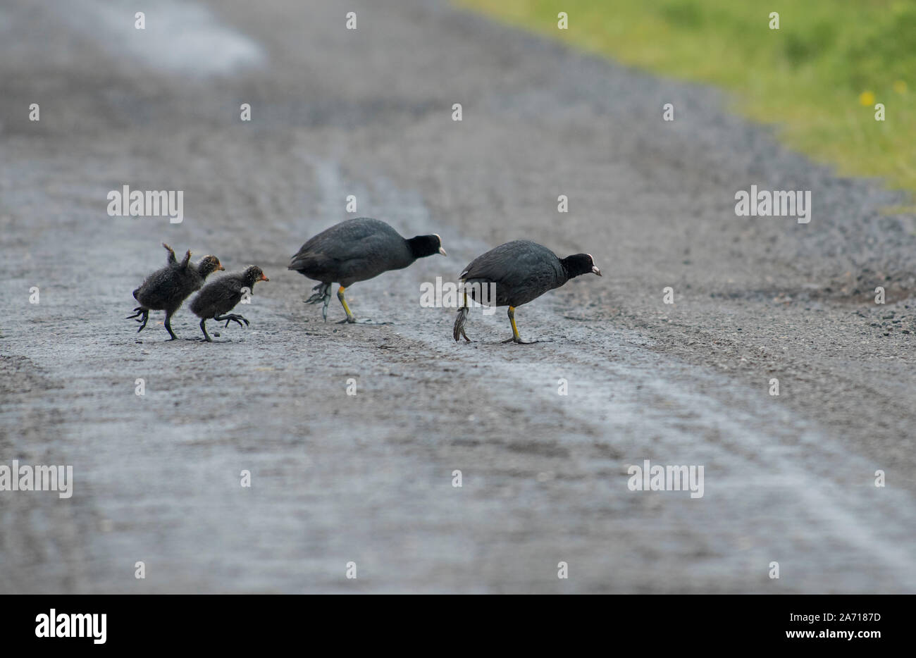 Baby coots hi-res stock photography and images - Alamy