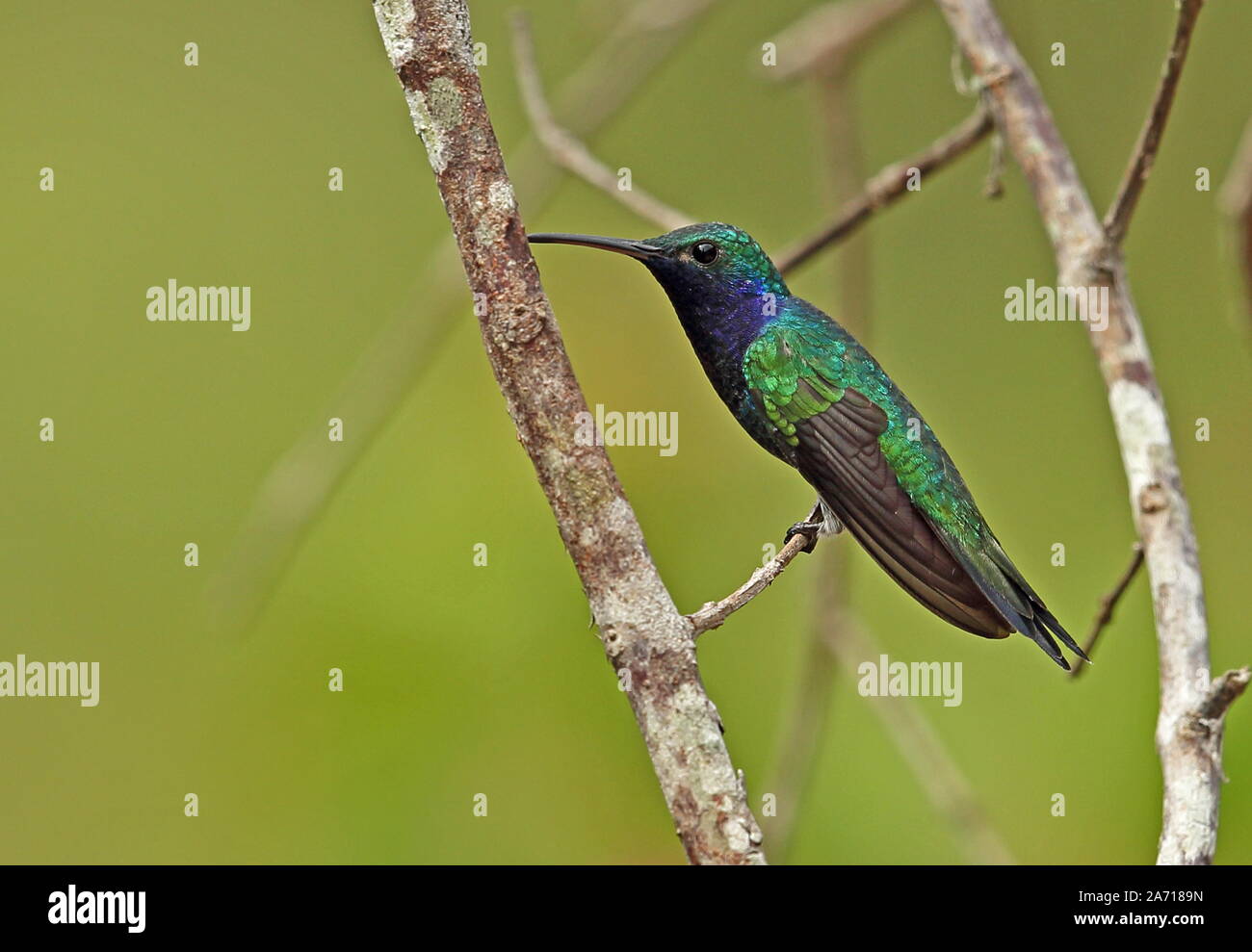 Sapphire-throated Hummingbird (Lepidopyga coeruleogularis) adult male ...