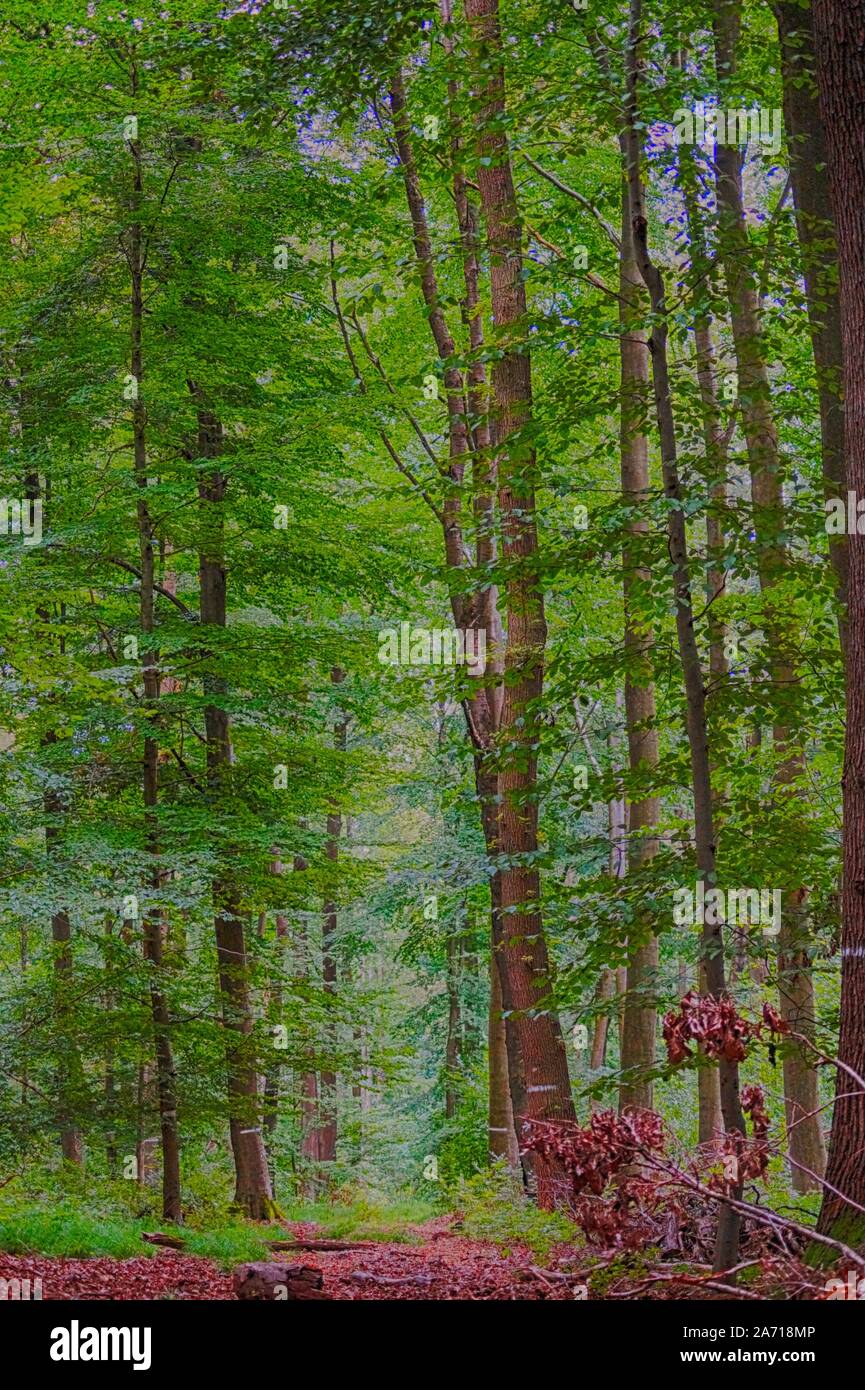 A scene in the nature with trees Stock Photo - Alamy