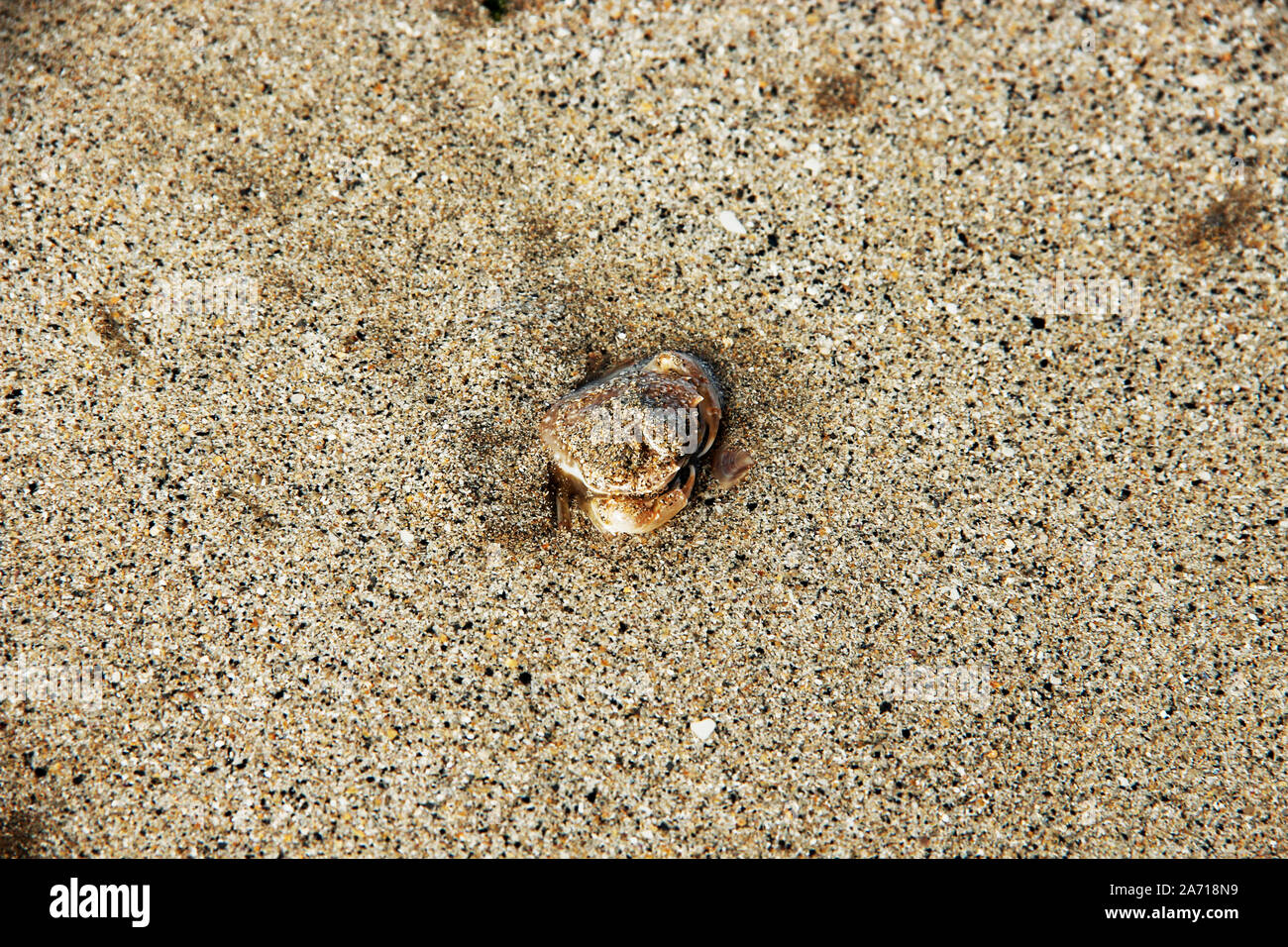 Seashell exoskeleton hi-res stock photography and images - Alamy