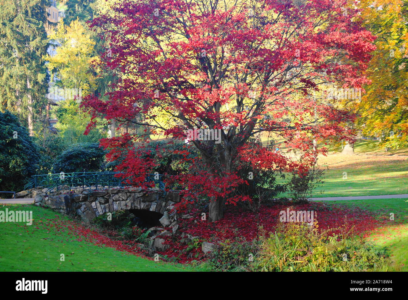 A scene in the nature with trees Stock Photo - Alamy