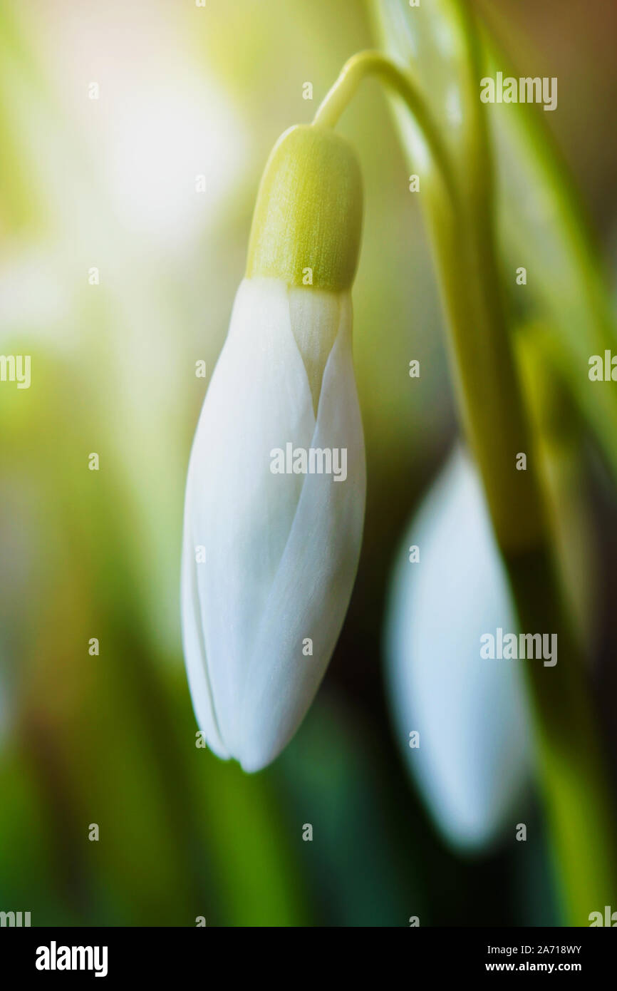 Detail Of Snowdrop Flower (Galanthus Nivalis Stock Photo - Alamy