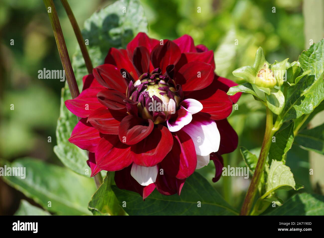 Beautiful colorful flower in nature Stock Photo - Alamy