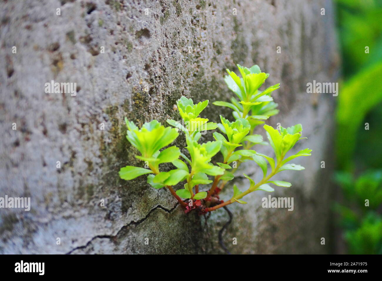 Sprout growing in stone High Resolution Stock Photography and Images ...