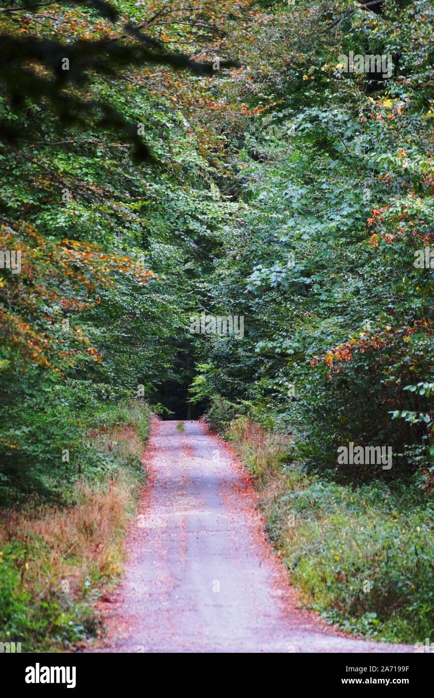 A scene in the nature with trees Stock Photo - Alamy