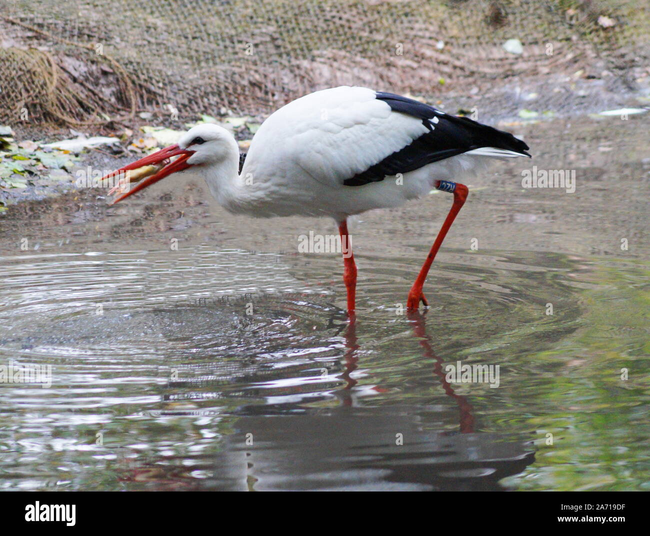 Stork egg hi-res stock photography and images - Alamy