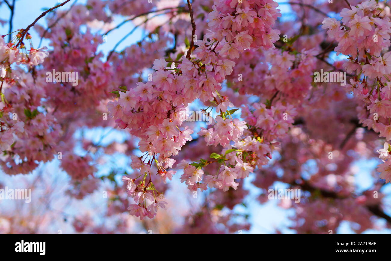 Beautiful cherry tree hi-res stock photography and images - Alamy