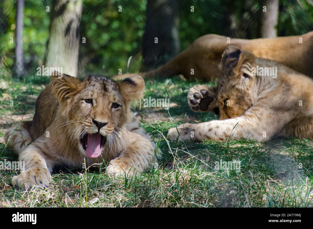 Zoo creatures hi-res stock photography and images - Alamy