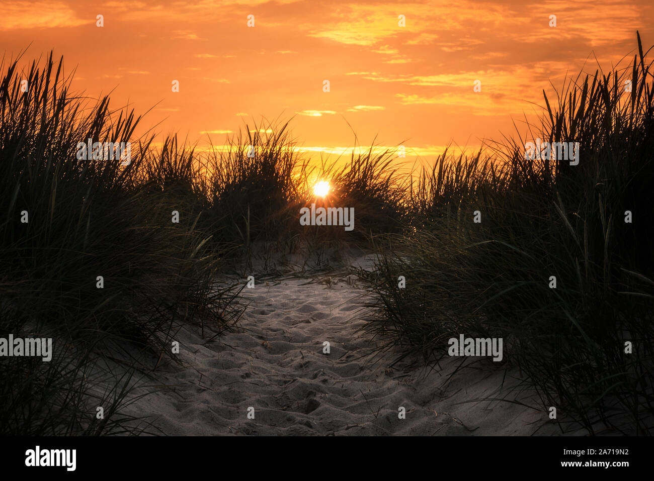 Sand pathway through high grass at sunset, on Sylt island. Golden hour ...