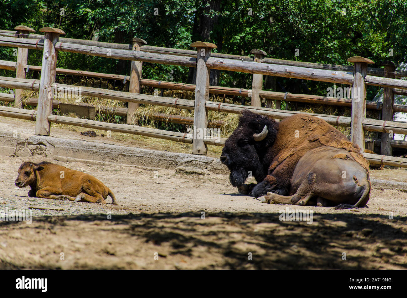 Zoo creatures hi-res stock photography and images - Alamy