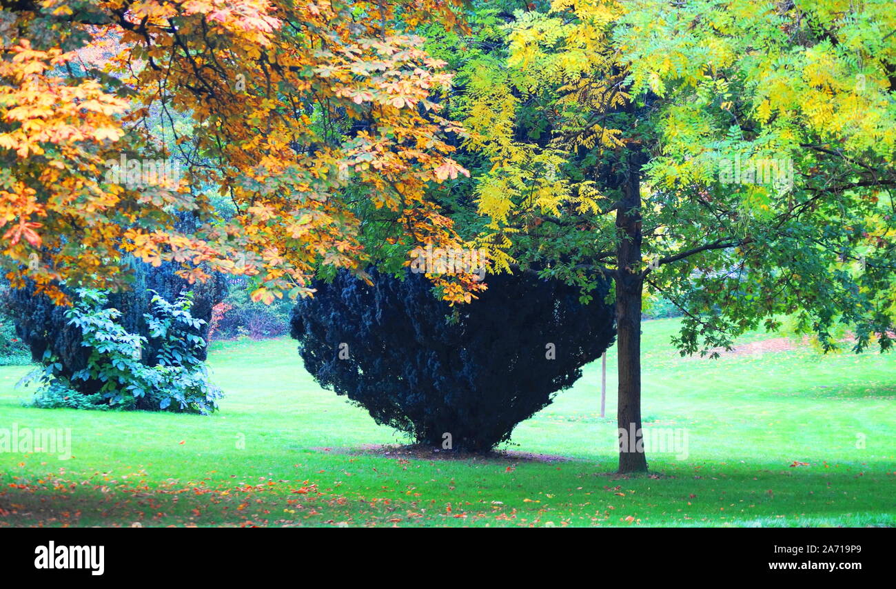 Form bush hi-res stock photography and images - Alamy