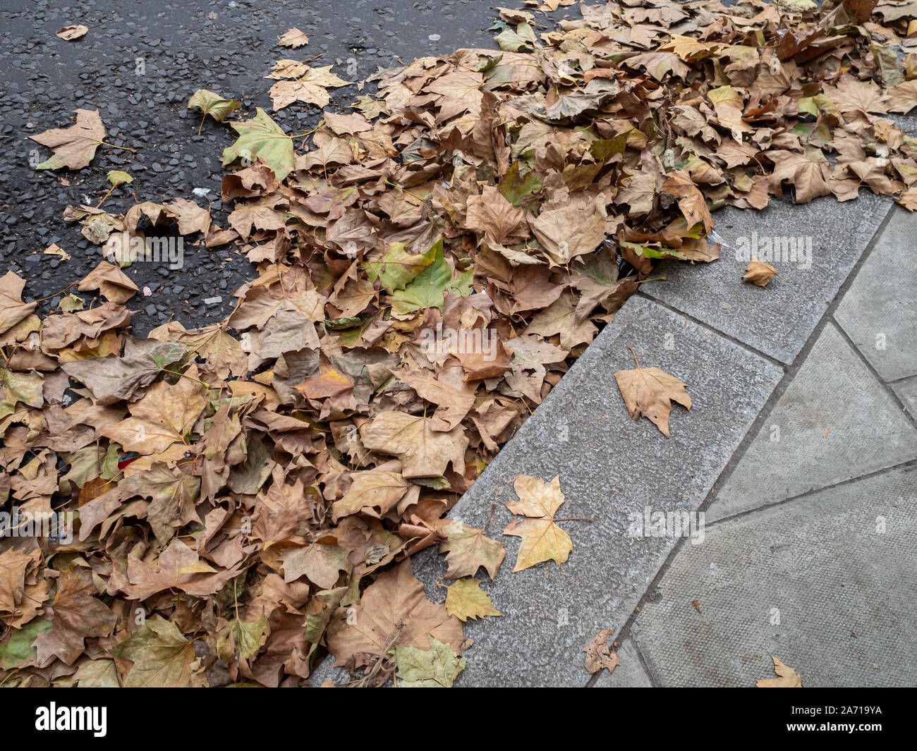 Gutter leaves hi-res stock photography and images - Alamy