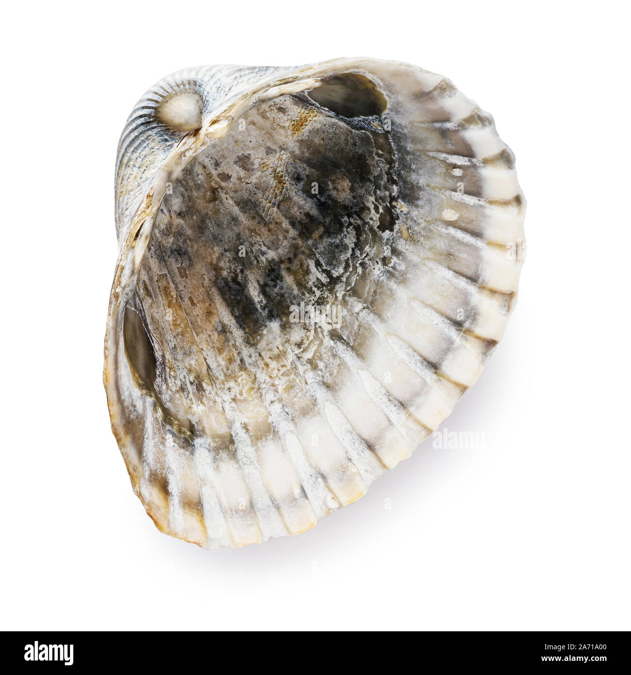 Inside a snail shell hi-res stock photography and images - Alamy