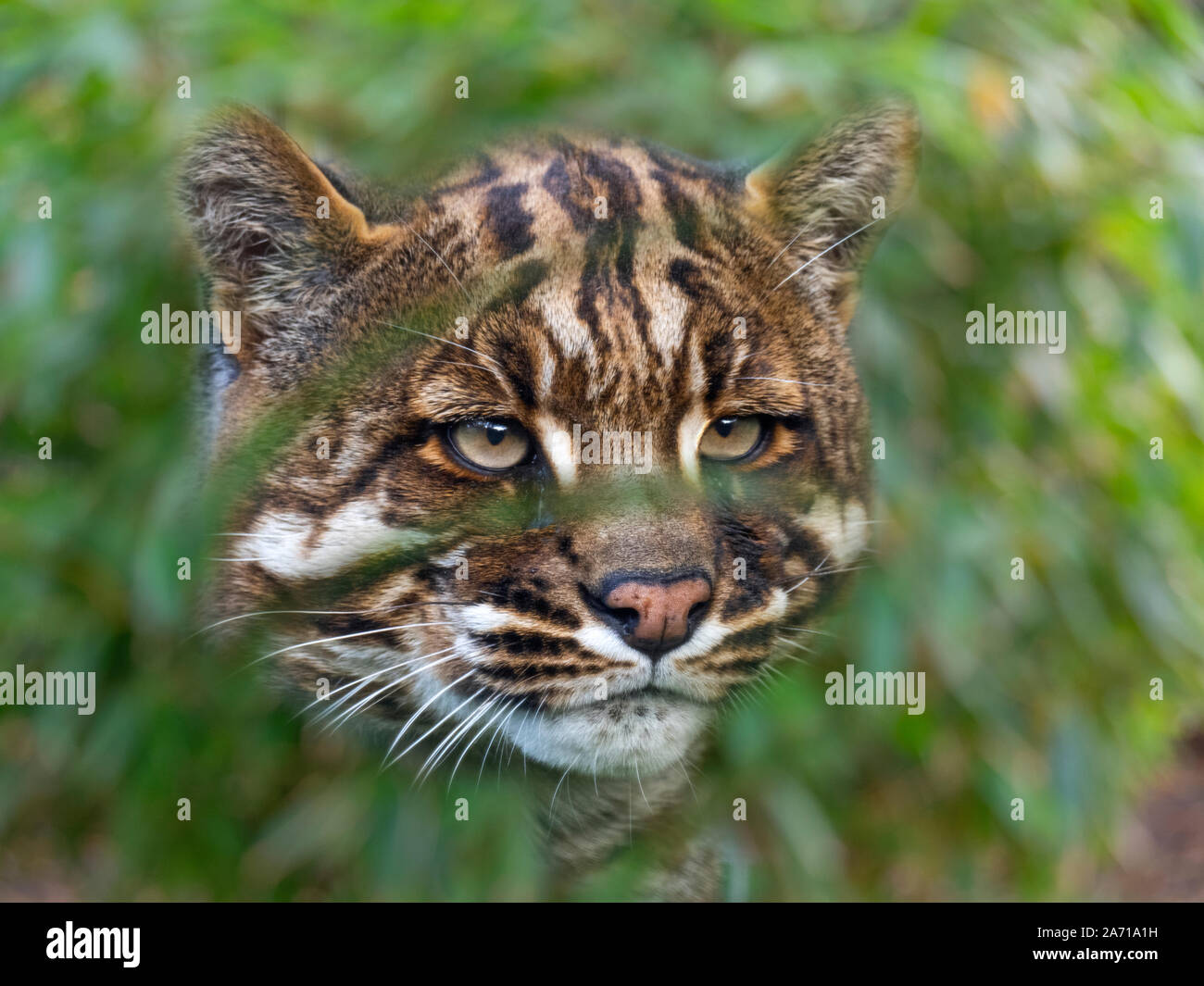 Asian Golden Cat Catopuma Temminckii High Resolution Stock Photography ...