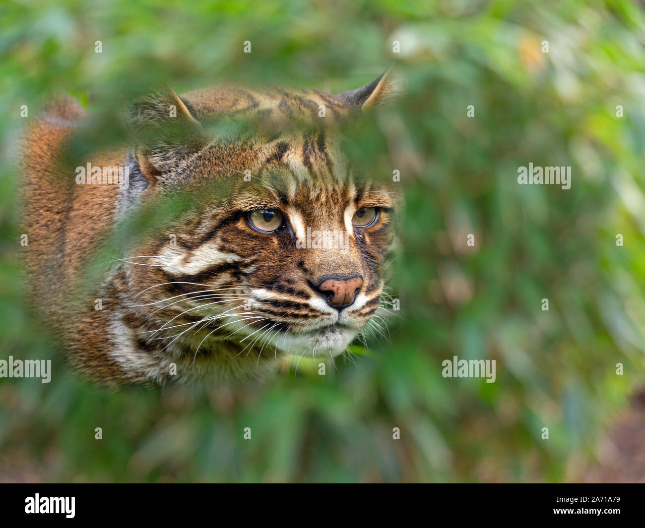 Portrait of an Asian golden cat Catopuma temminckii Stock Photo - Alamy