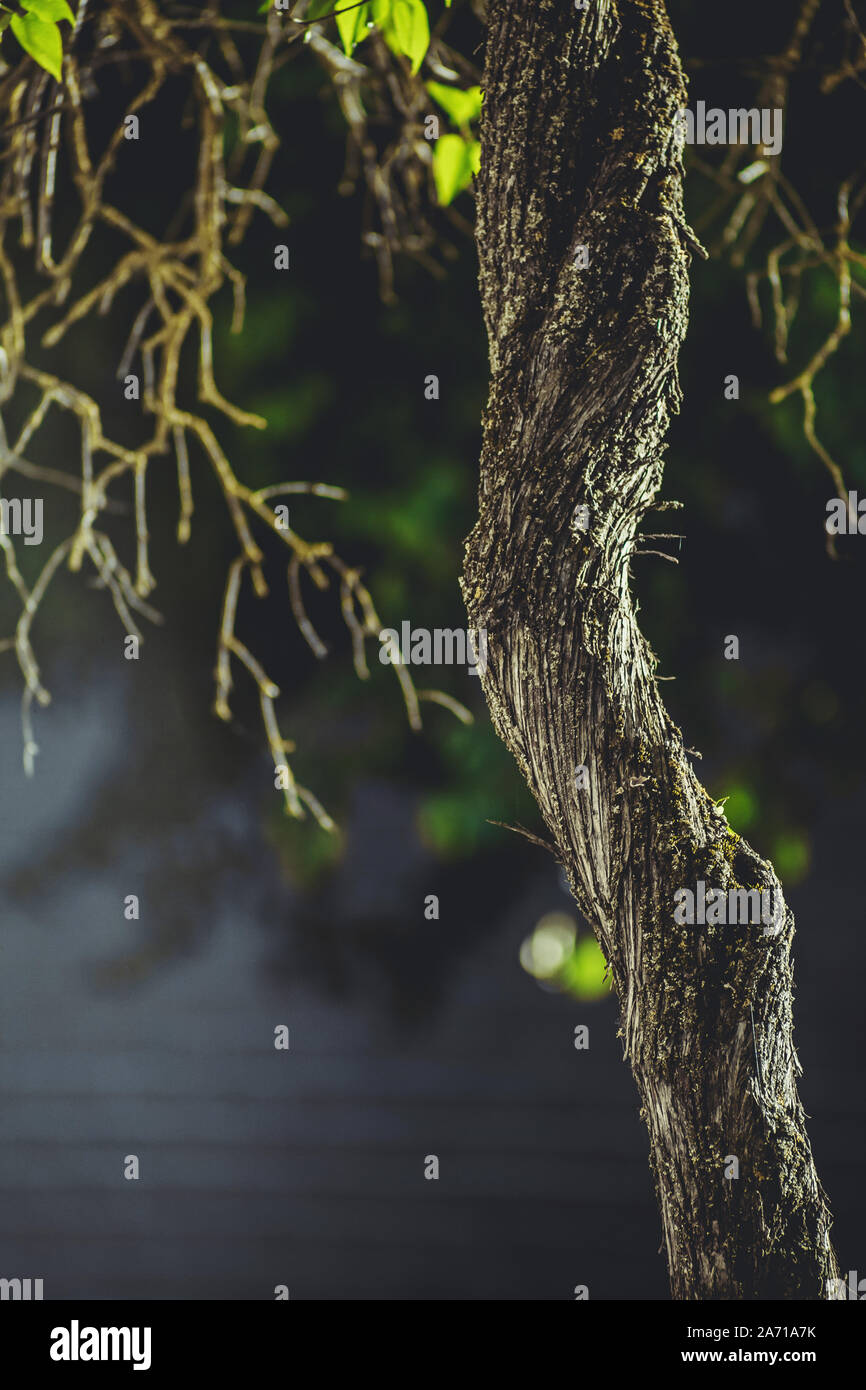 Beautifully crooked trunk of a tree with branches both dry and with ...
