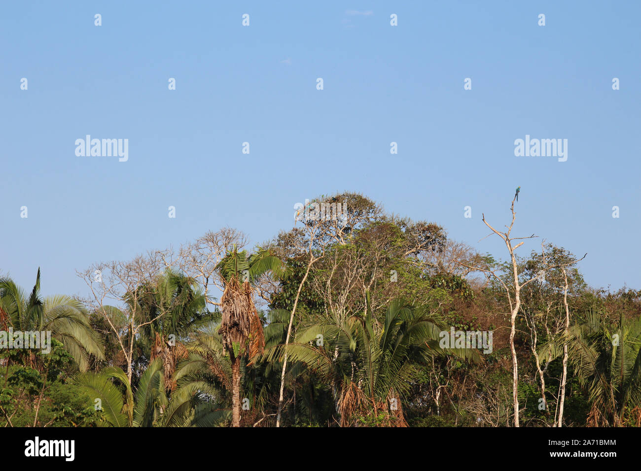 Amazon rainforest tree tops hi-res stock photography and images - Alamy