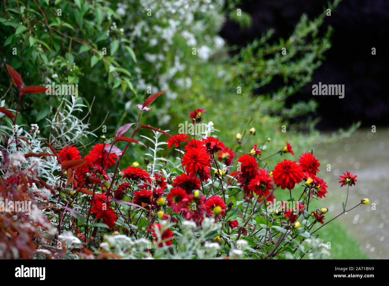 Dahlia deep red flower hi-res stock photography and images - Alamy