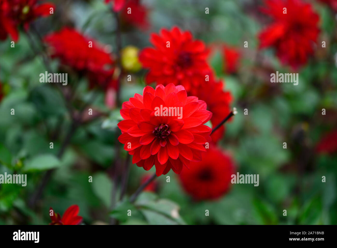 Dahlia deep red flower hi-res stock photography and images - Alamy