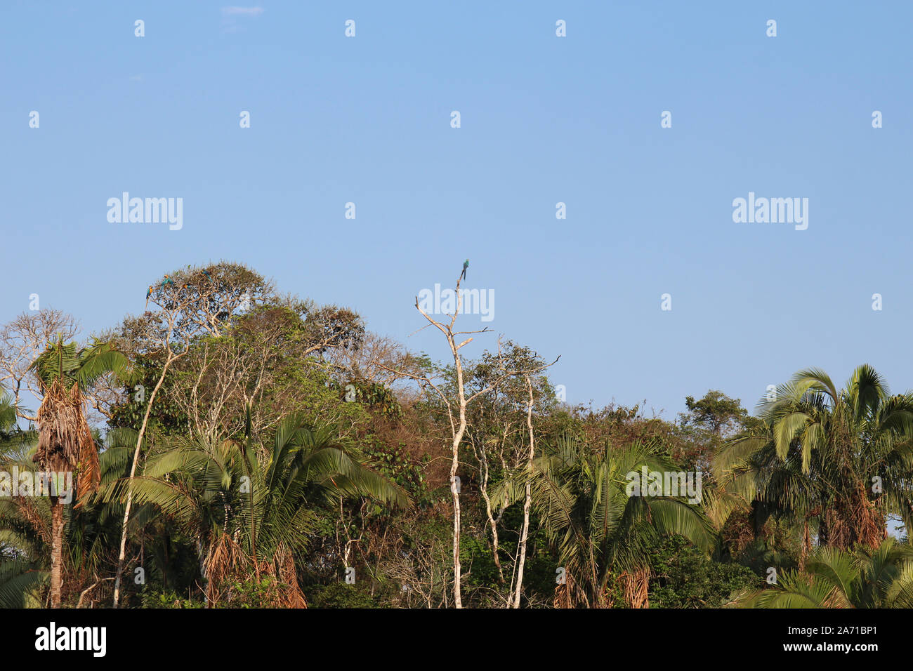 Amazon rainforest tree tops hi-res stock photography and images - Alamy