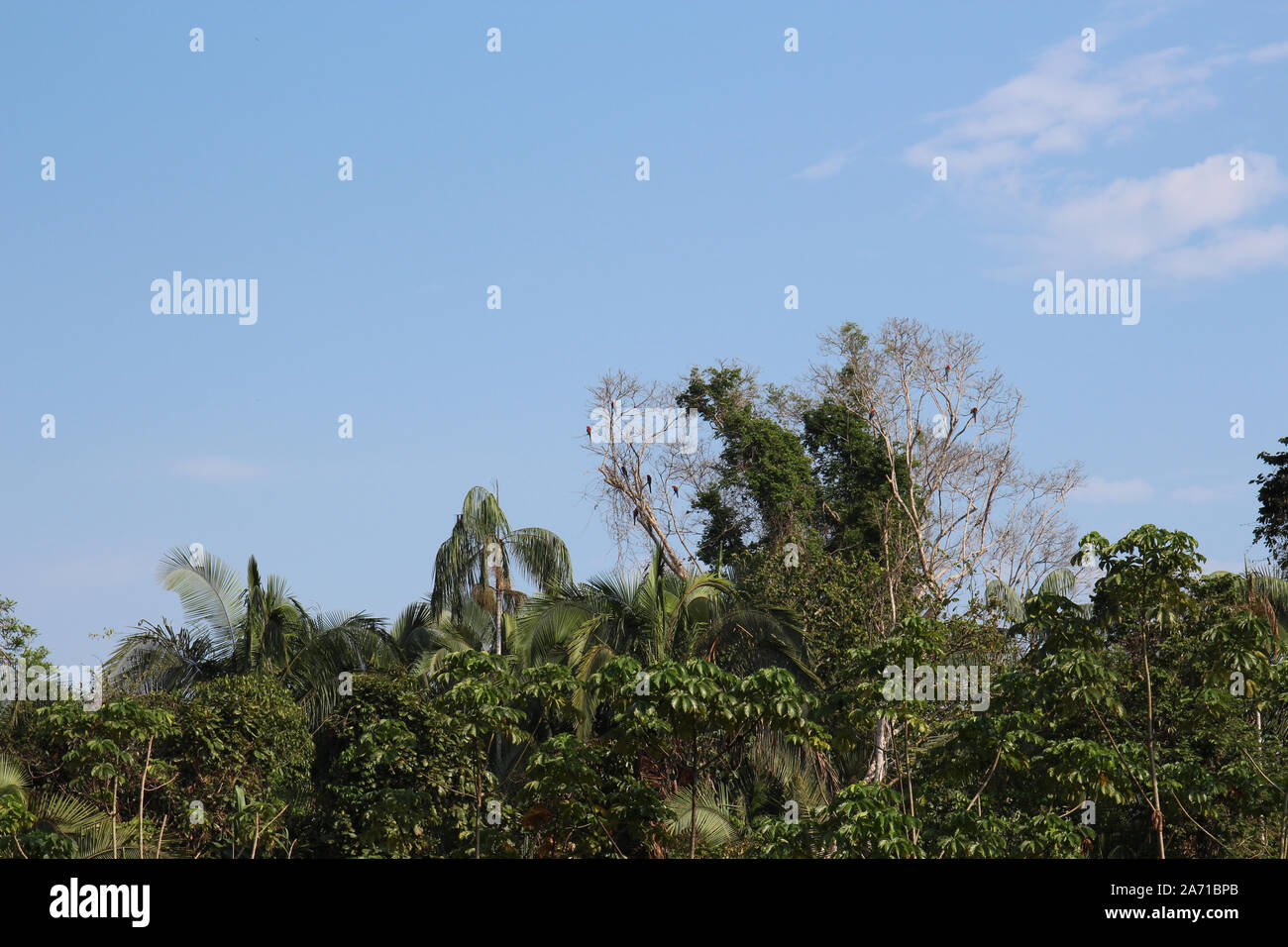 Amazon rainforest tree tops hi-res stock photography and images - Alamy