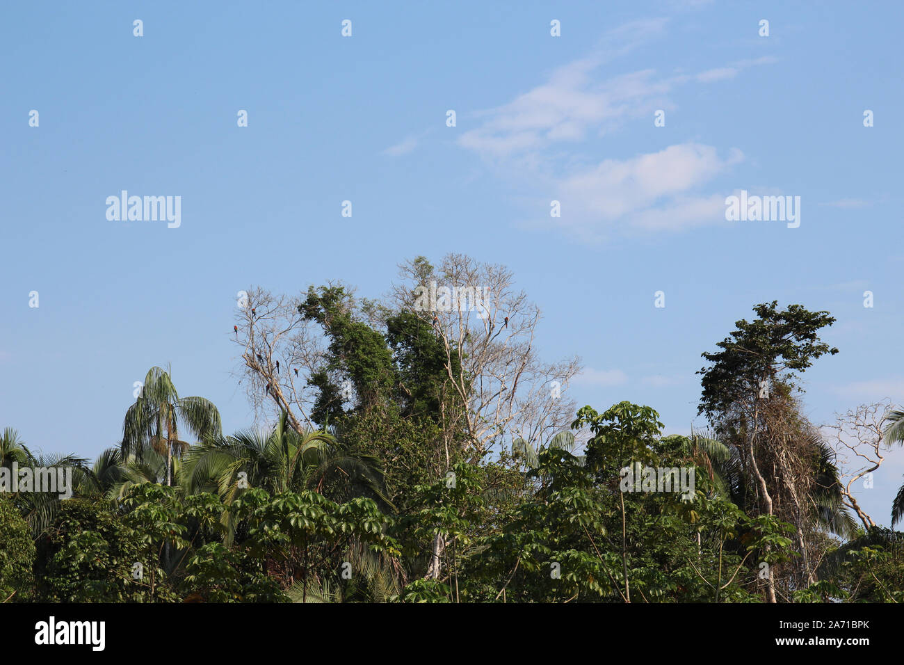 Peru rainforest canopy hi-res stock photography and images - Alamy