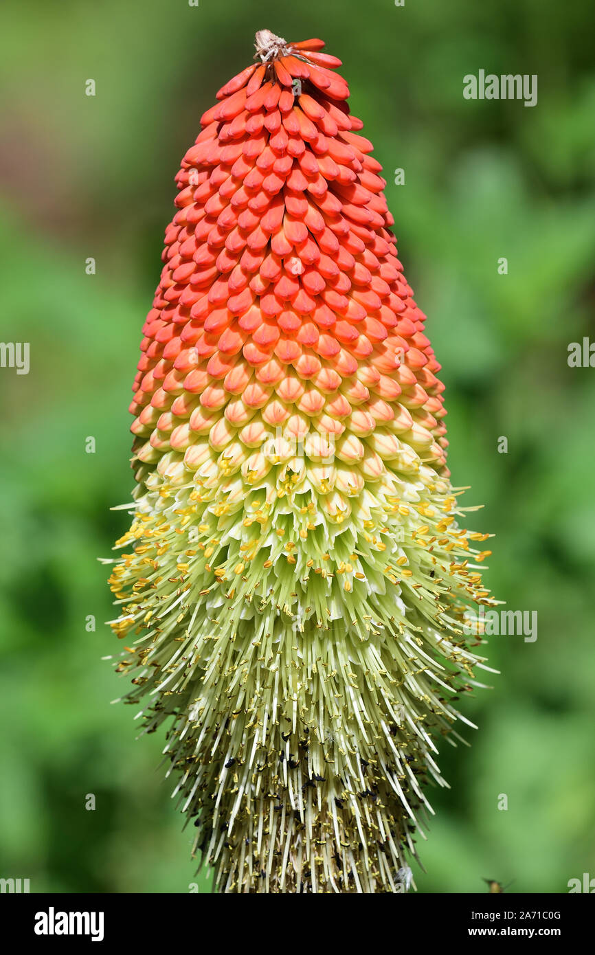 Kniphofia northiae hi-res stock photography and images - Alamy