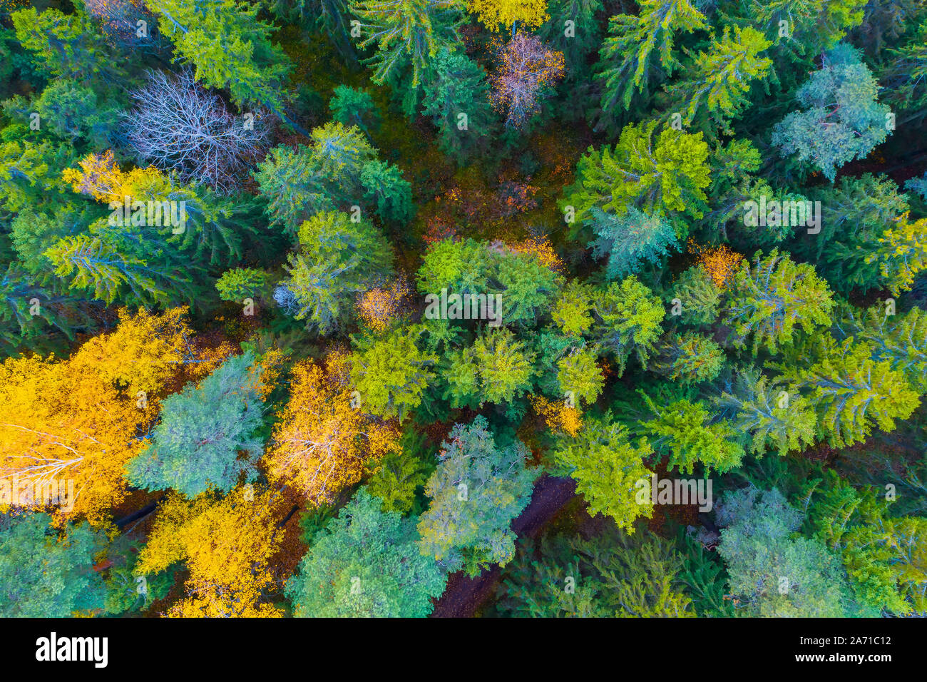 Spruce forest in autumn with yellow deciduous trees top aerial view ...