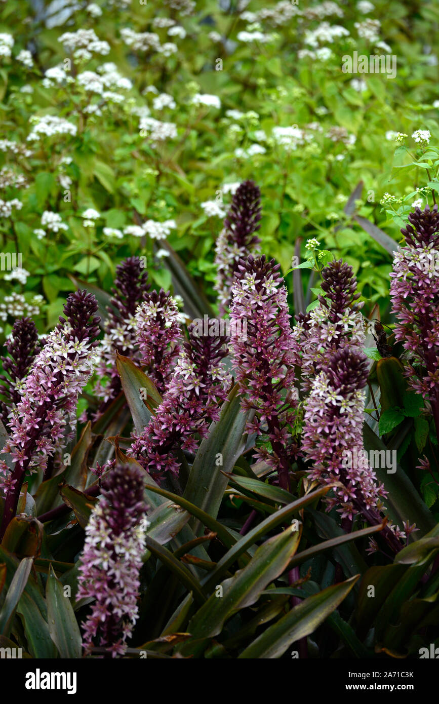 Leafy bract hi-res stock photography and images - Alamy