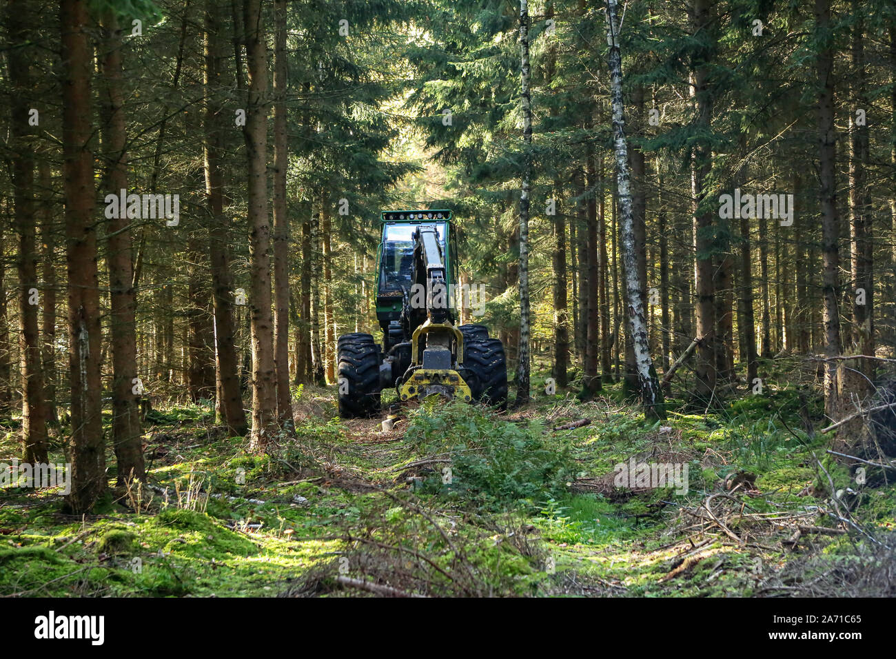 Felling technique hi-res stock photography and images - Alamy