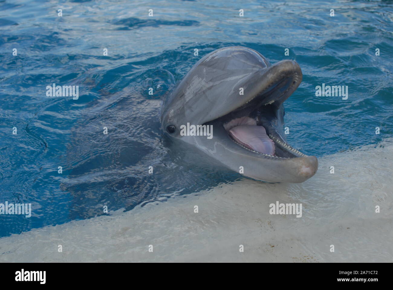 Dolphin close up fish hi-res stock photography and images - Alamy