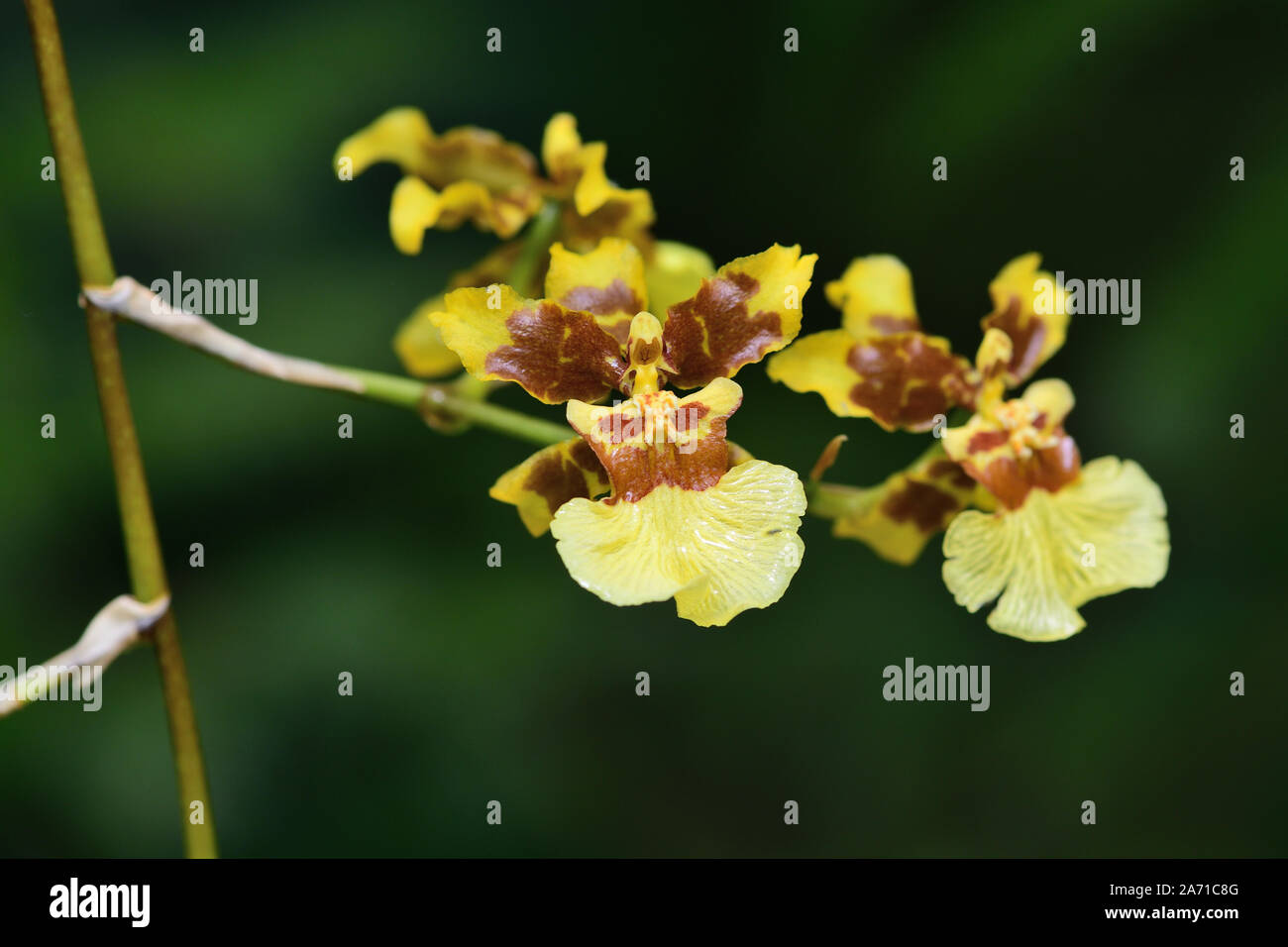 Close up of golden shower orchid (oncidium) flowers in bloom Stock ...