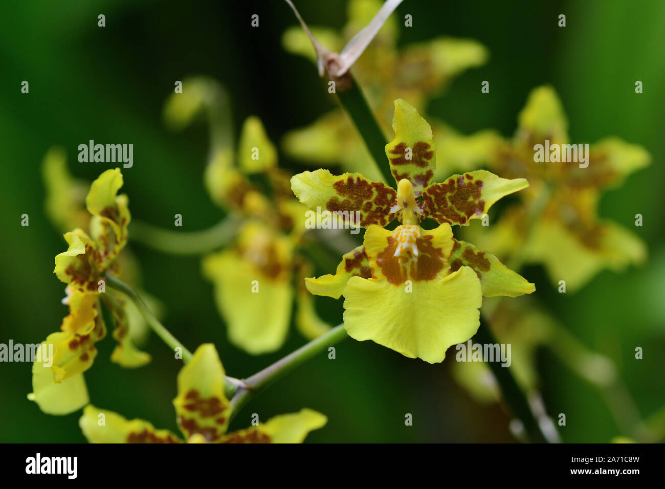 Close up of golden shower orchid (oncidium) flowers in bloom Stock Photo - Alamy