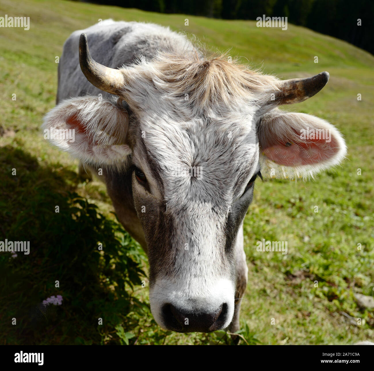 Braunvieh alpine hi-res stock photography and images - Alamy