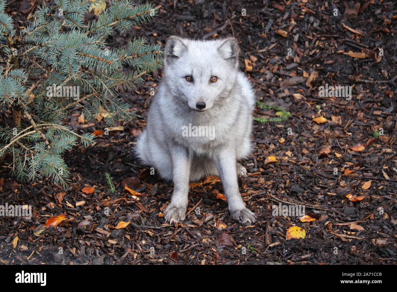 Male Arctic Fox (Vulpes lagopus Stock Photo - Alamy
