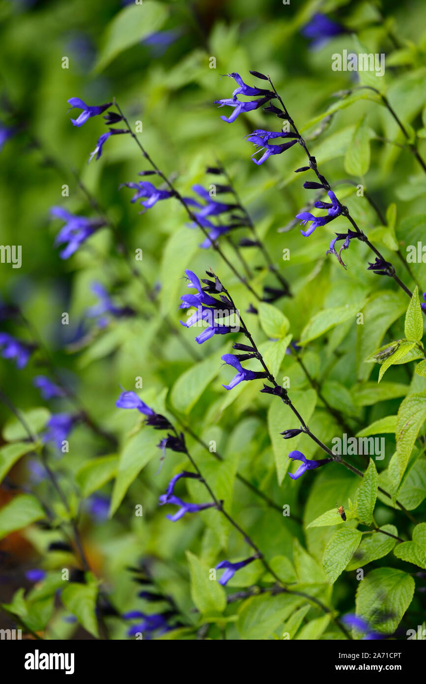 Salvia guaranitica Black and Bloom,purple,sage,sages,flower,flowers ...