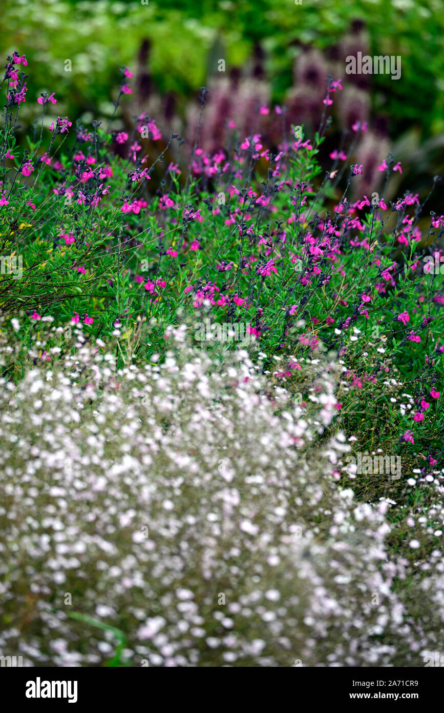 Salvia x jamensis Raspberry Royale,purple red,sage,sages,flower,flowers ...
